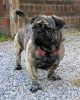 American Bullnese Information, Pictures, Reviews and Q&A | GreatDogSite.com