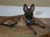 Belgian Malinois Information, Pictures, Reviews and Q&A | GreatDogSite.com