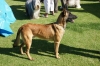 Belgian Malinois Information, Pictures, Reviews and Q&A | GreatDogSite.com