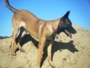 Belgian Malinois Information, Pictures, Reviews and Q&A | GreatDogSite.com