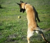 Belgian Malinois Information, Pictures, Reviews and Q&A | GreatDogSite.com