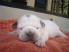 Miniature Australian Bulldog Information, Pictures, Reviews and Q&A ...