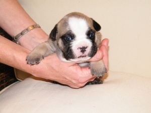 Miniature Australian Bulldog Adorable Puppies Now Available | GreatDogSite
