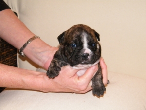 Miniature Australian Bulldog Adorable Puppies Now Available | GreatDogSite