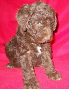 Ms. Brown a Bordoodle [Standard Poodle/Border Collie] | GreatDogSite