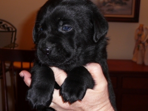 Tegha Kennel Offers Labrador puppies | GreatDogSite