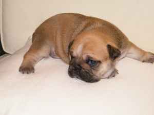 Miniature Australian Bulldog Adorable Puppies Now Available | GreatDogSite