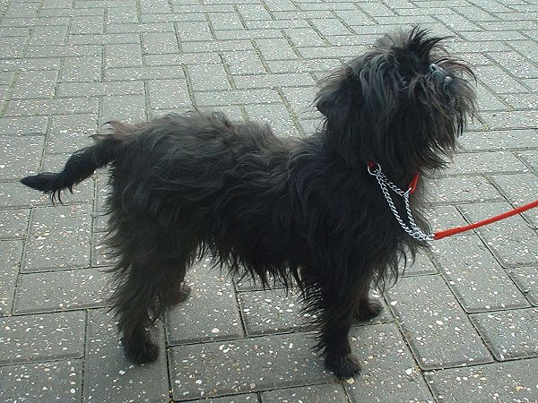 Affenpinscher | GreatDogSite